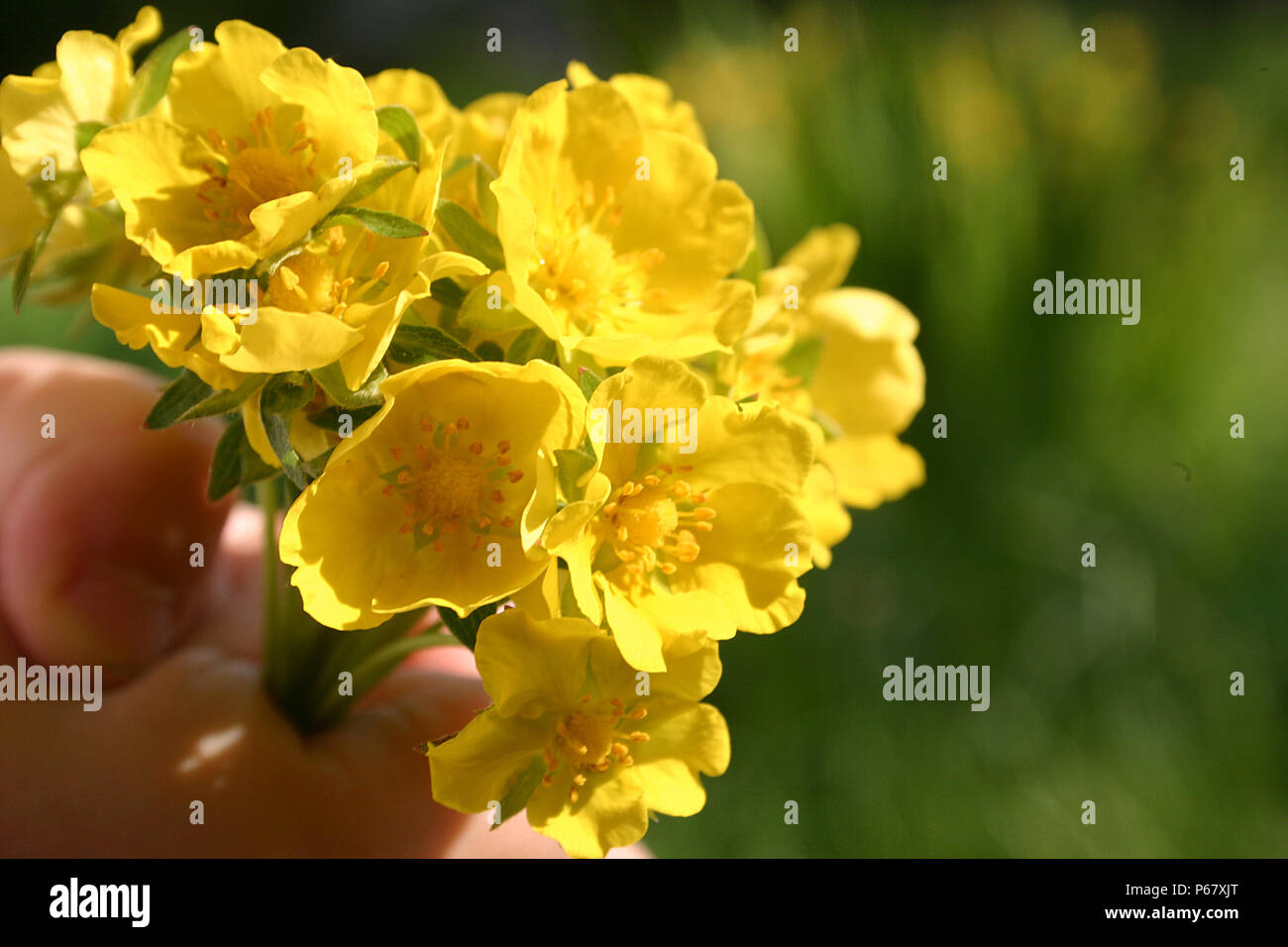 Ranunculus carpaticus hi-res stock photography and images - Alamy