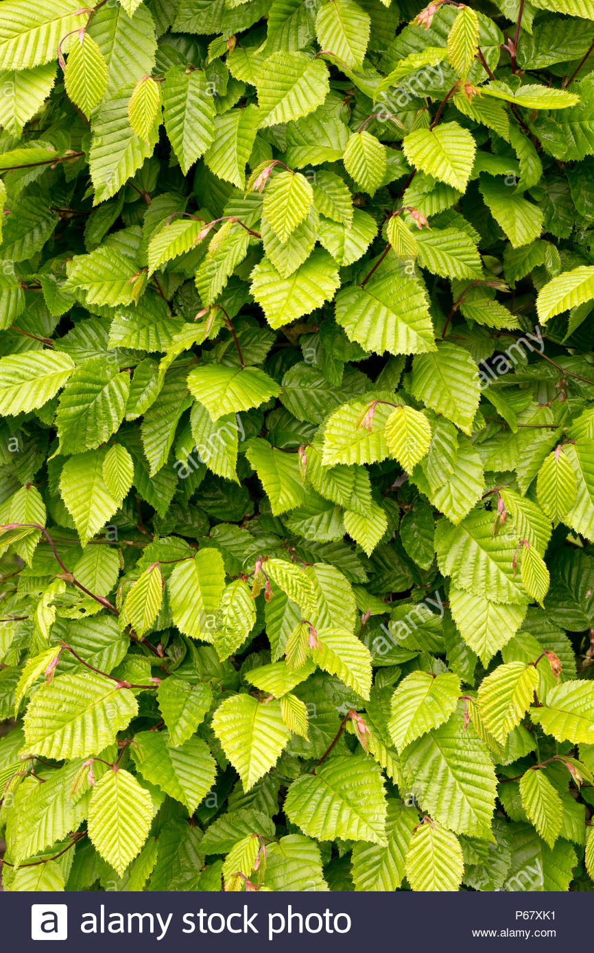 Boundary Hedge Hedging High Resolution Stock Photography and Images - Alamy
