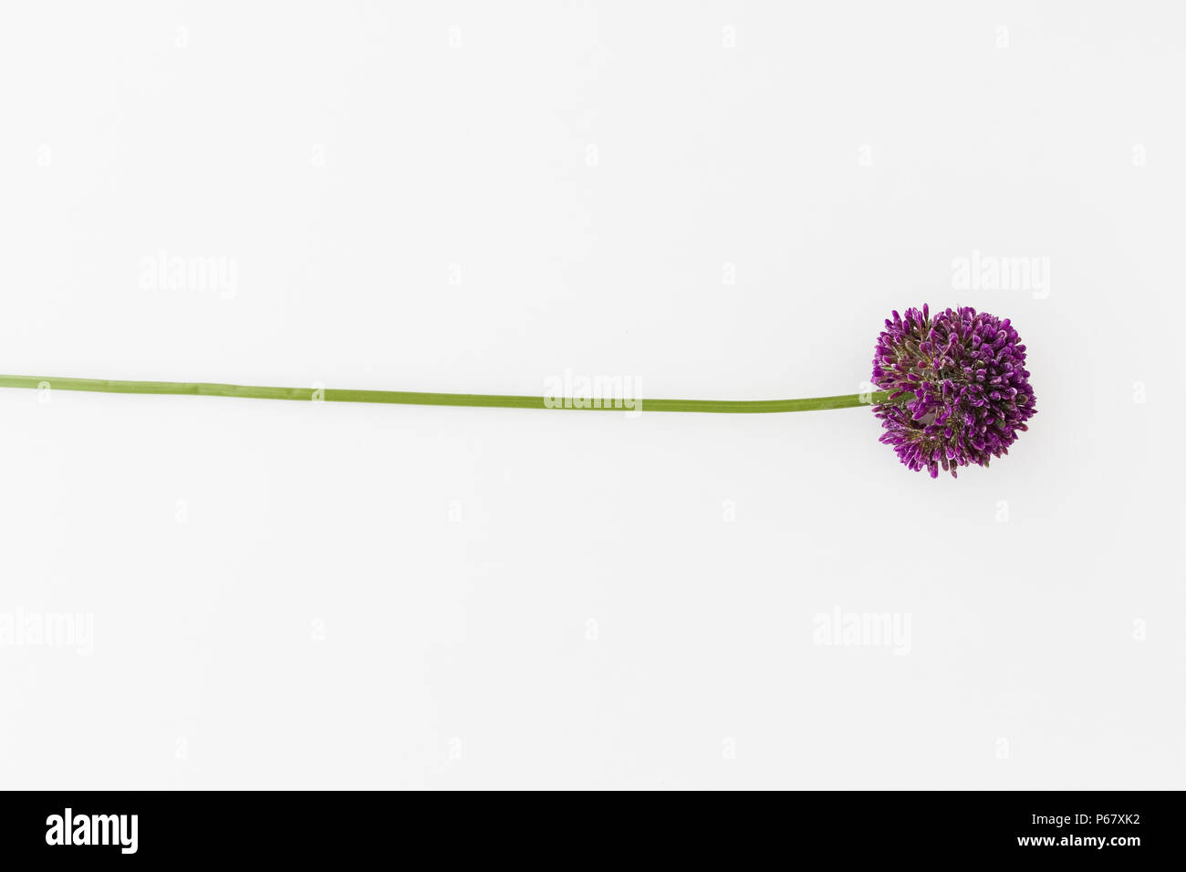 Allium isolated on white background Stock Photo - Alamy