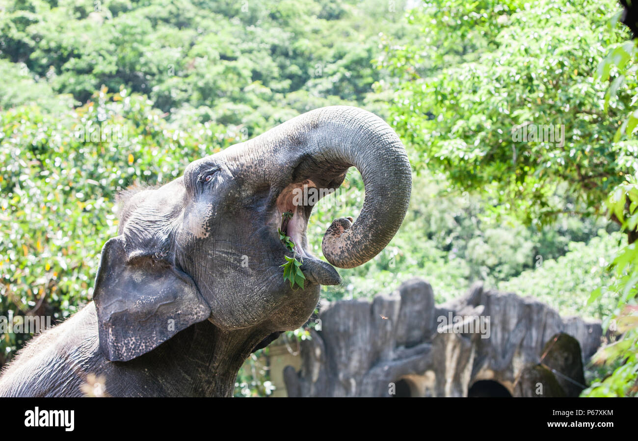 Taipei Zoo,zoo,animal,animals,Taipei,Taipei City,Taiwan,city,island ...