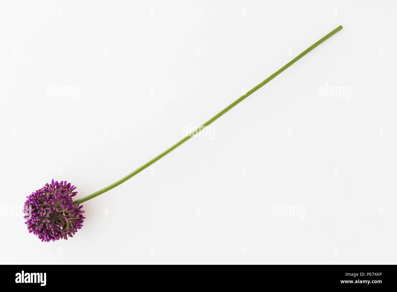 Allium isolated on white background Stock Photo - Alamy