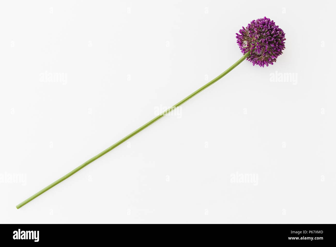 Allium isolated on white background Stock Photo - Alamy