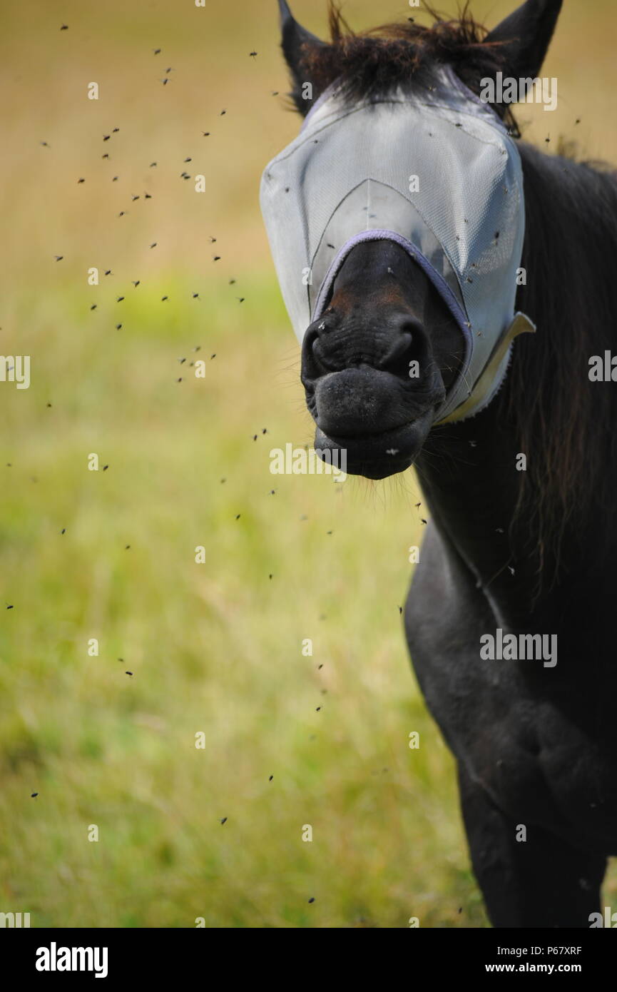 Horses being bothered by flies Summer Stock Photo - Alamy
