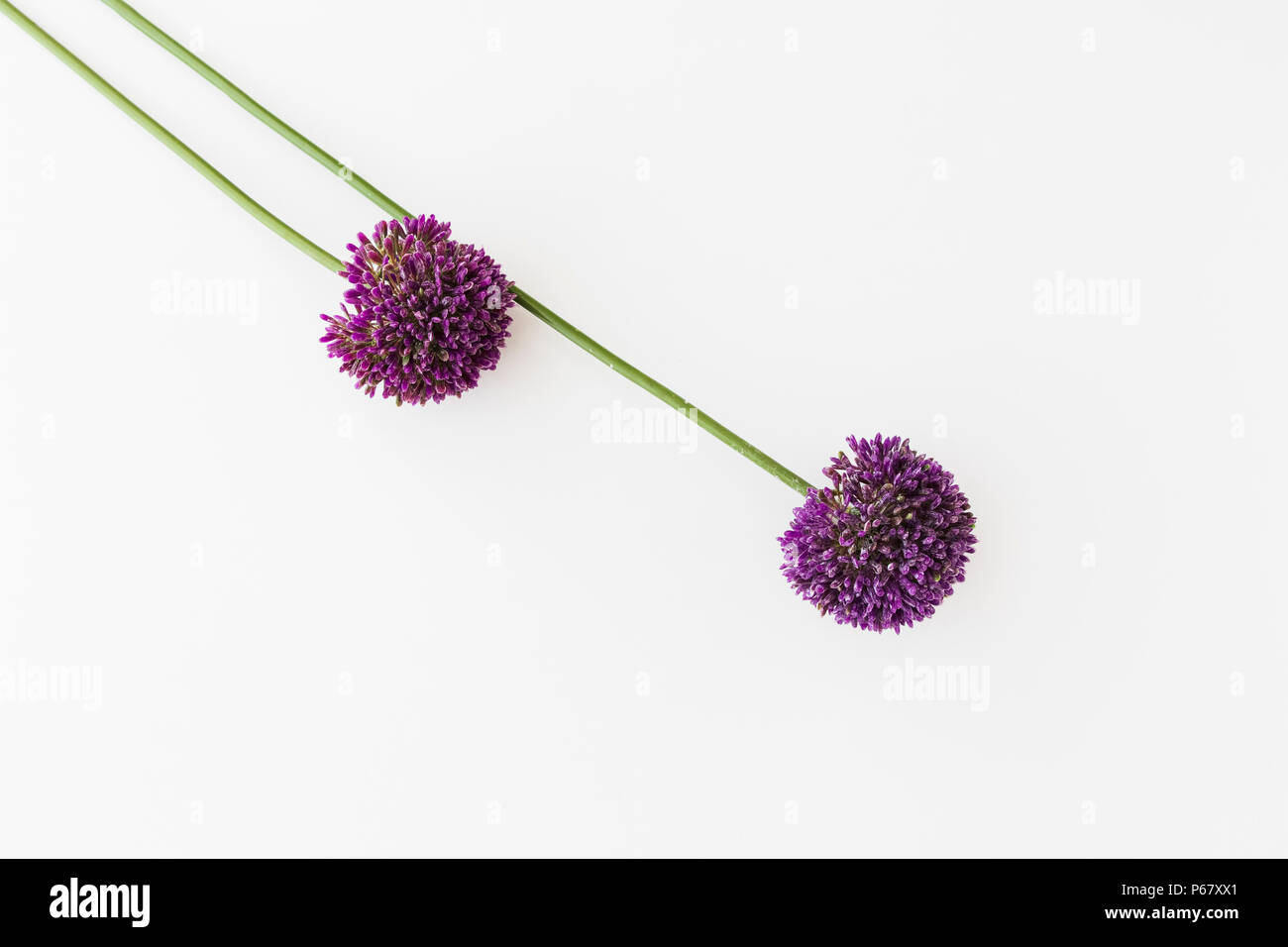 Allium isolated on white background Stock Photo - Alamy