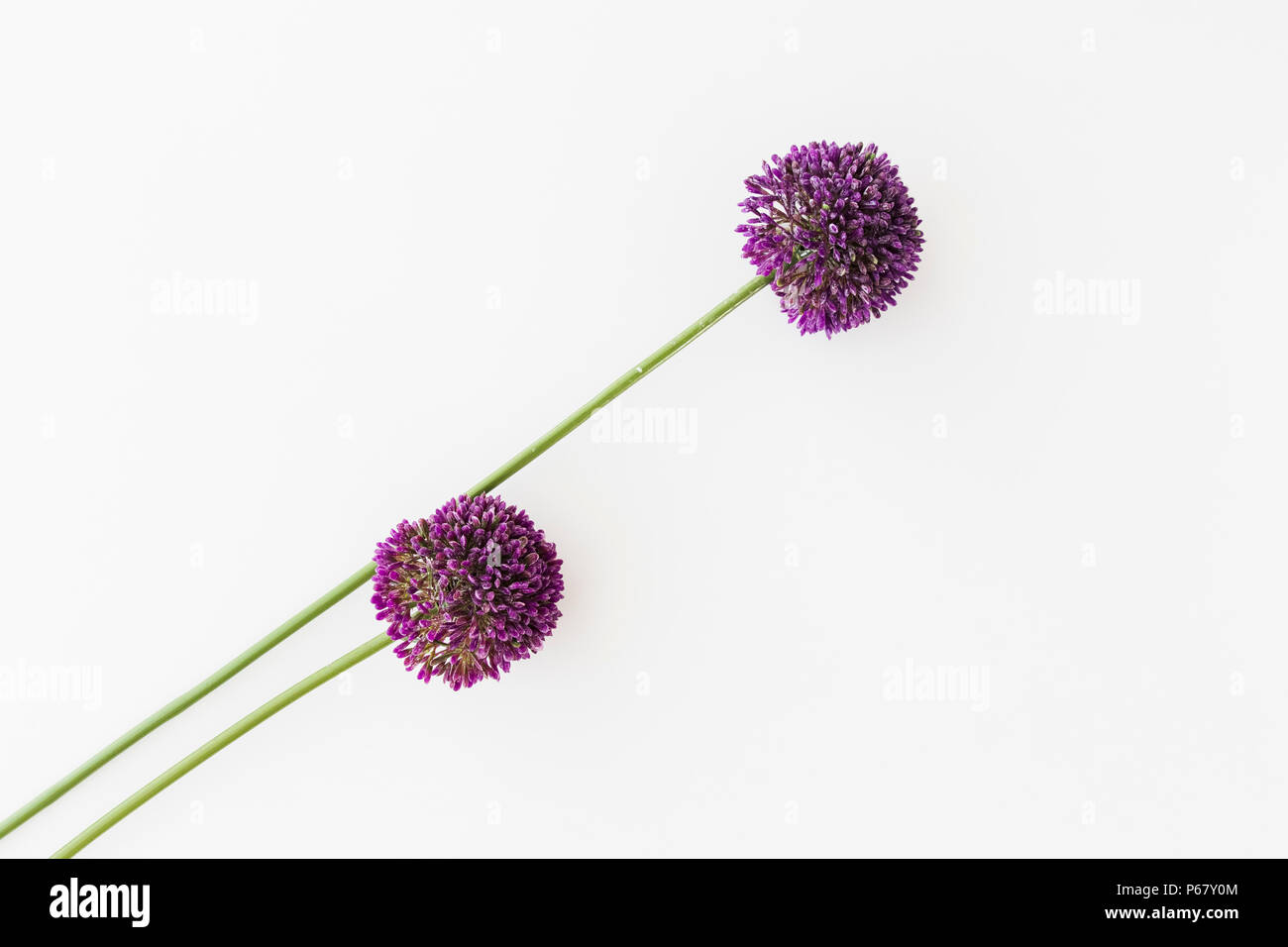 Allium isolated on white background Stock Photo - Alamy