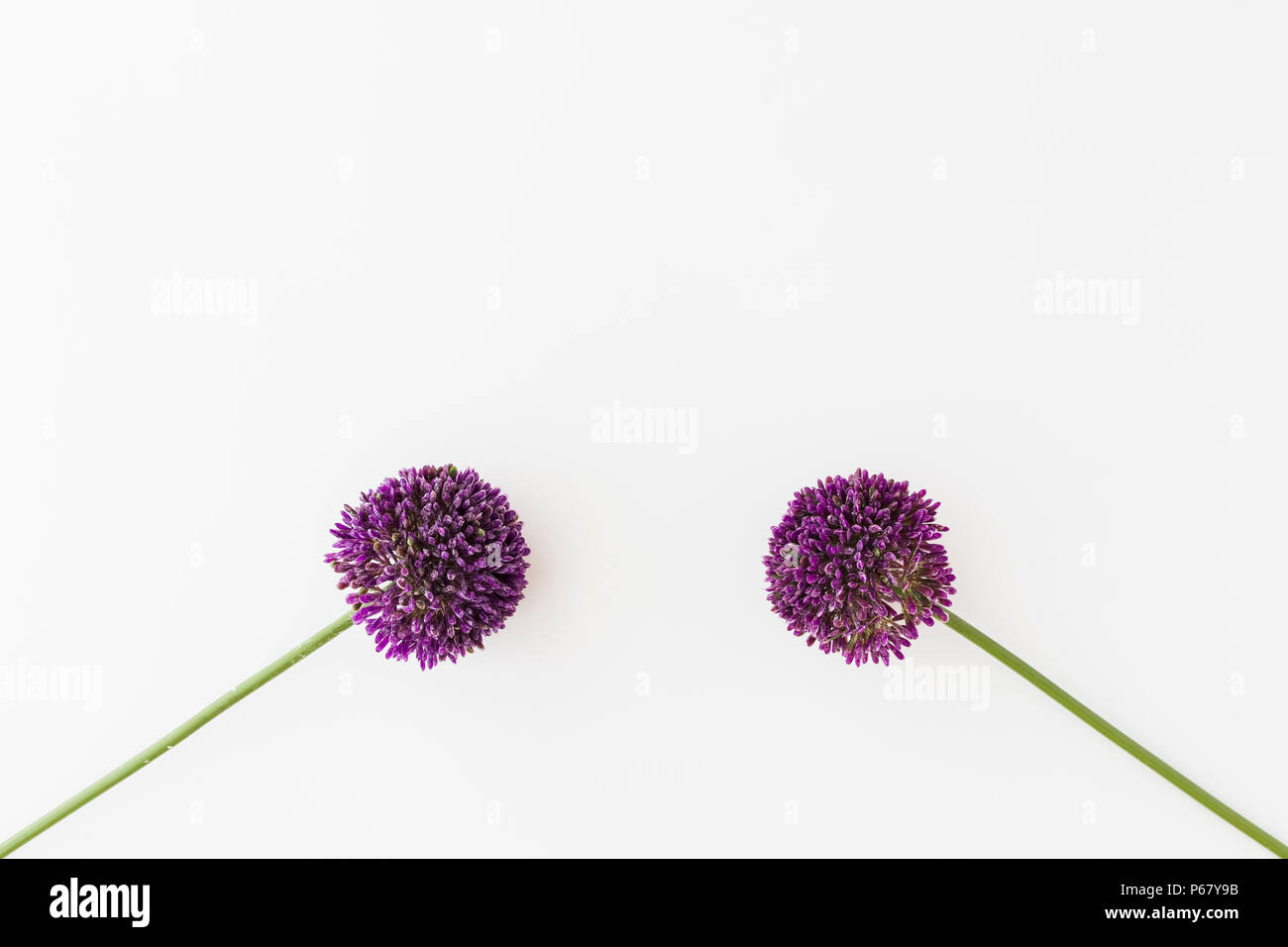 Allium isolated on white background Stock Photo - Alamy