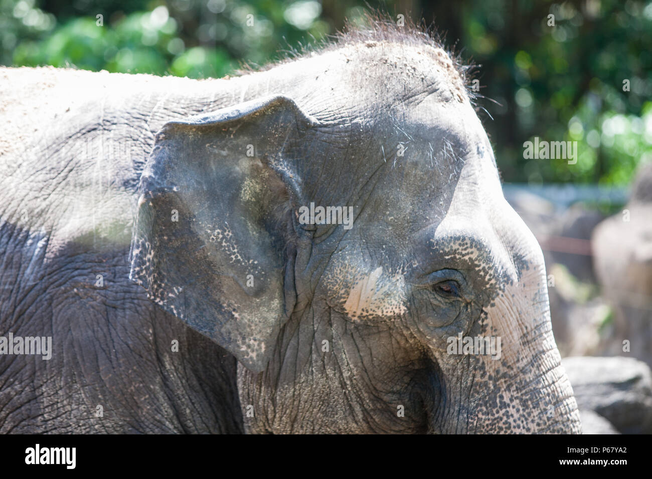 Taipei Zoo,zoo,animal,animals,Taipei,Taipei City,Taiwan,city,island ...