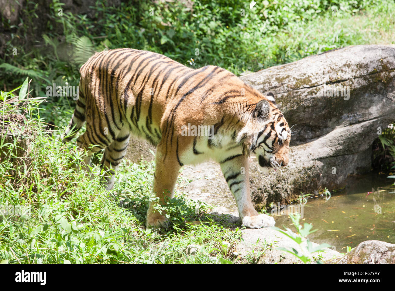 Taipei Zoo,zoo,animal,animals,Taipei,Taipei City,Taiwan,city,island ...