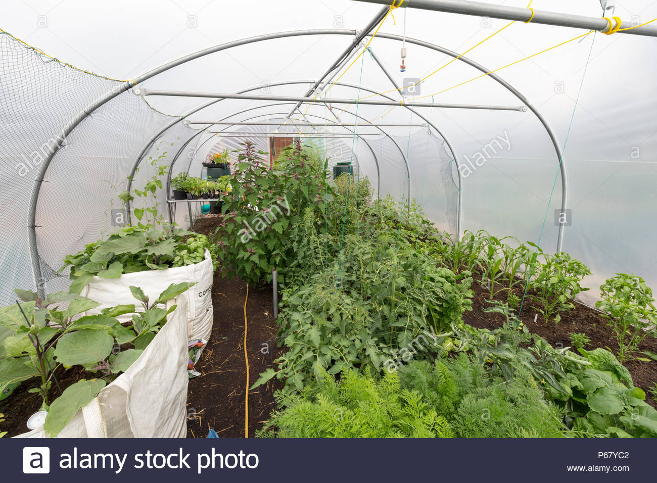 Polytunnel Stock Photos & Polytunnel Stock Images - Alamy