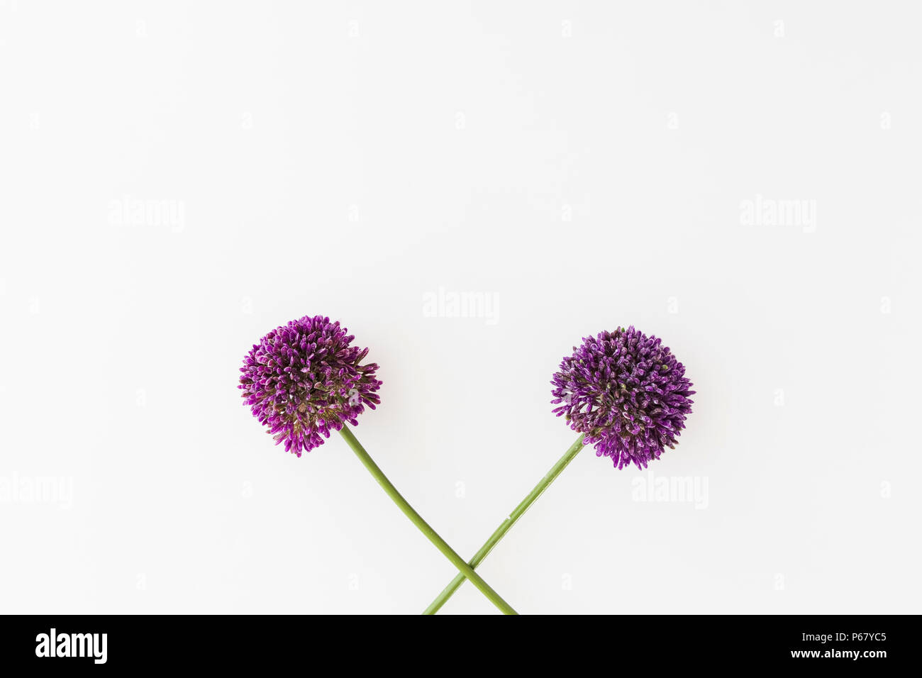 Allium isolated on white background Stock Photo - Alamy