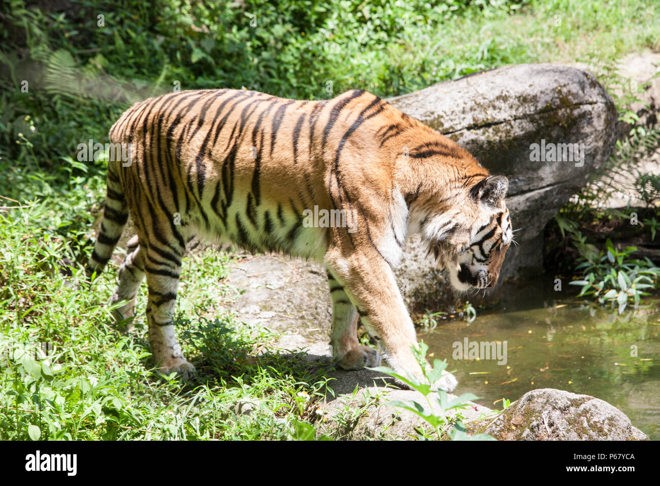 Taipei Zoo,zoo,animal,animals,Taipei,Taipei City,Taiwan,city,island ...
