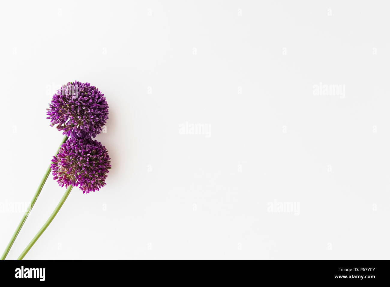 Allium isolated on white background Stock Photo - Alamy