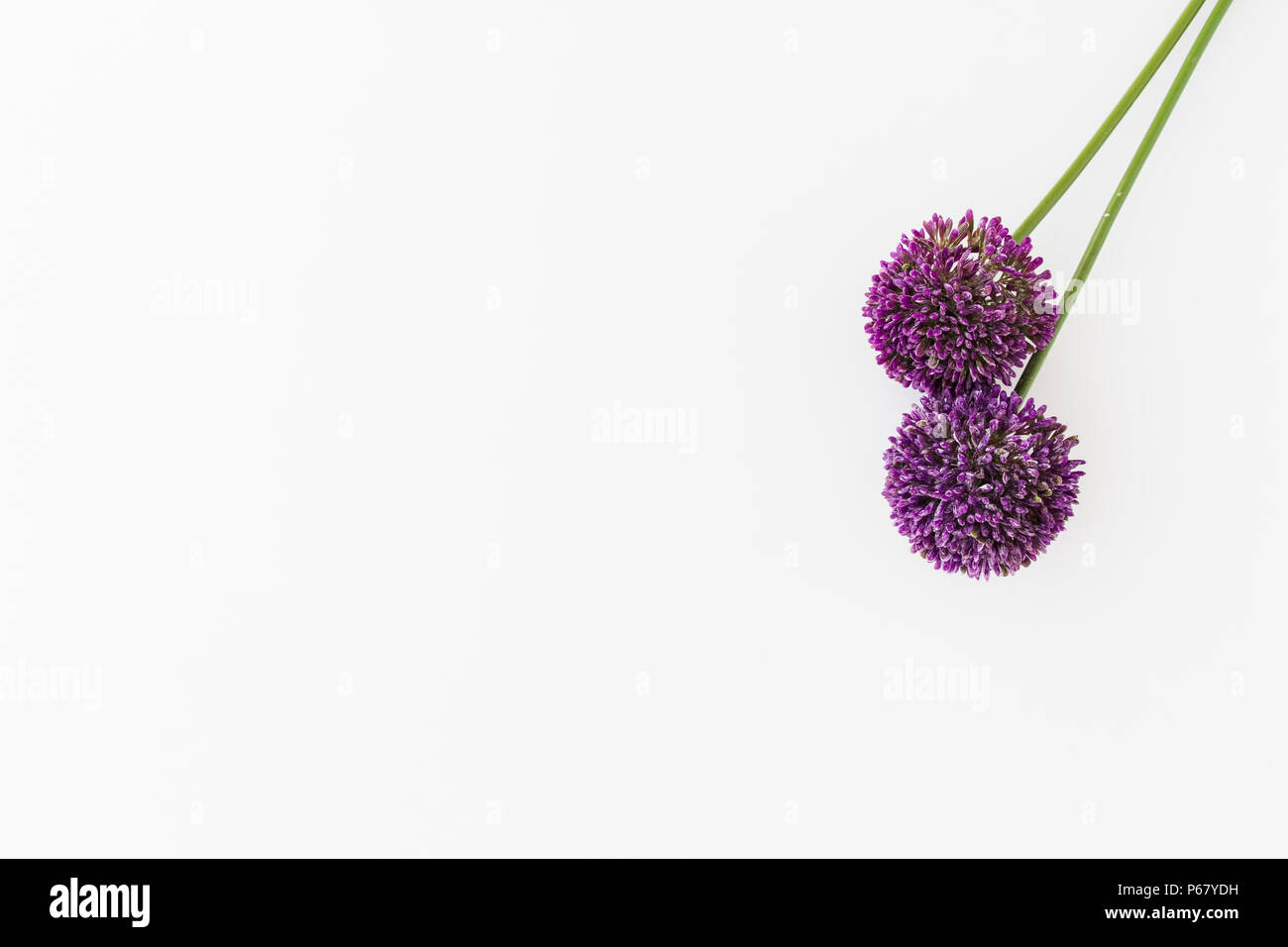 Allium isolated on white background Stock Photo - Alamy