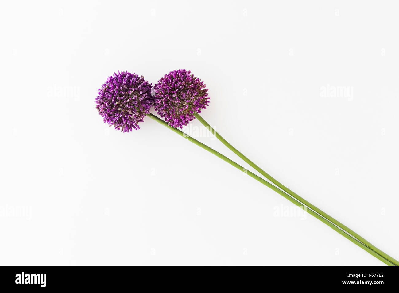Allium isolated on white background Stock Photo - Alamy