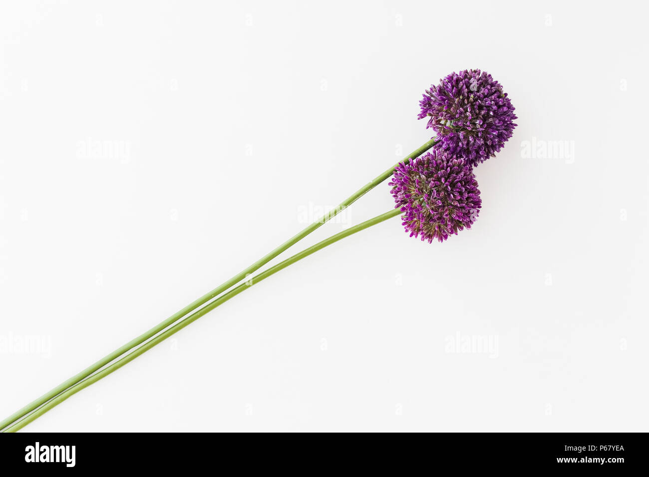 Allium isolated on white background Stock Photo - Alamy