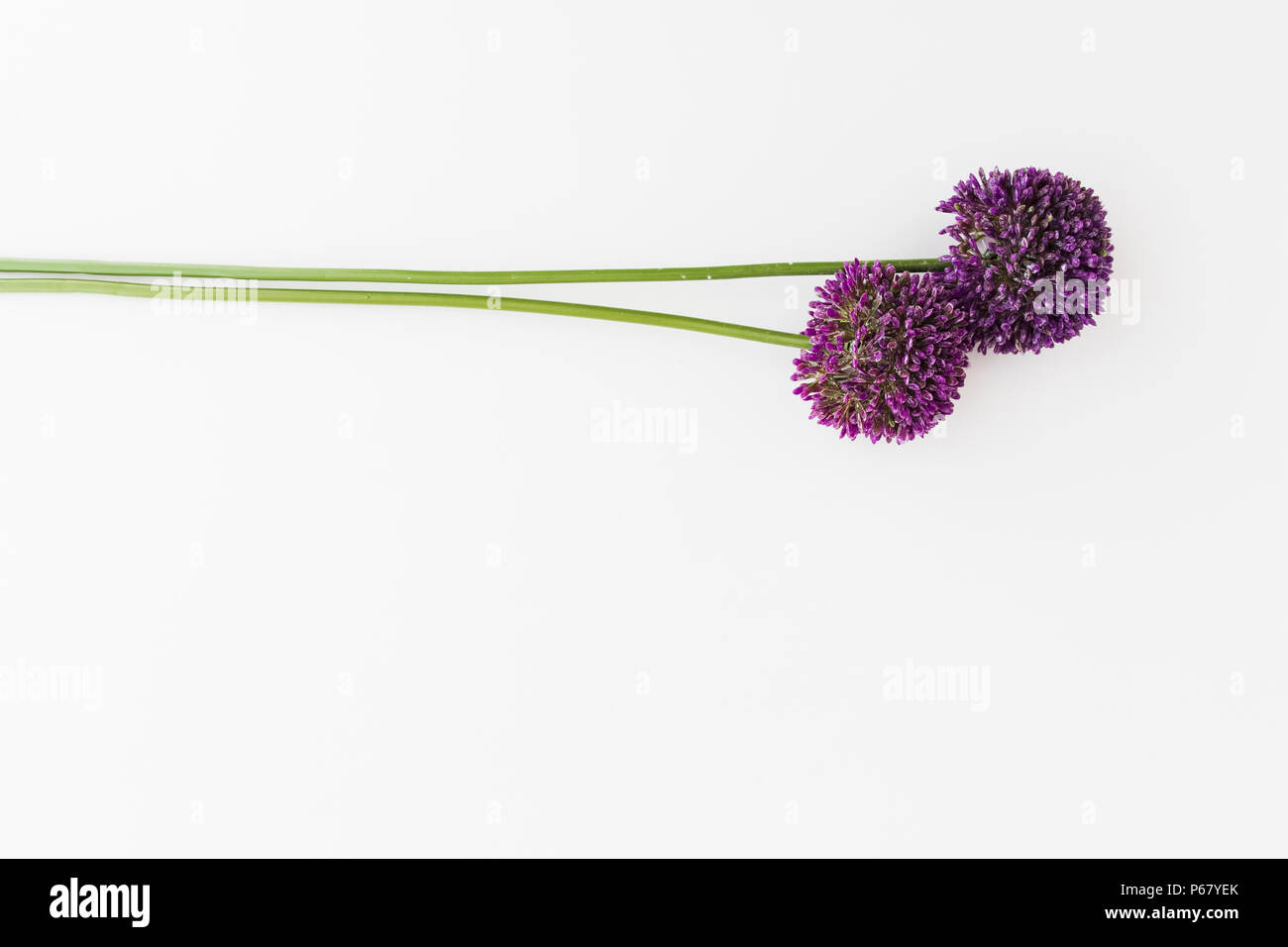 Allium isolated on white background Stock Photo - Alamy