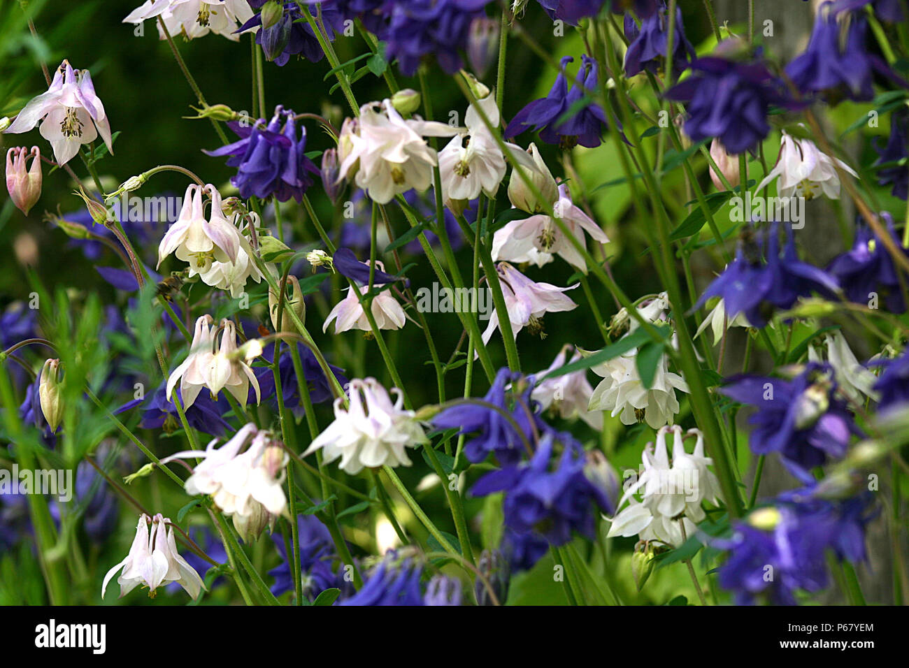 Columbine flowers in garden Stock Photo - Alamy