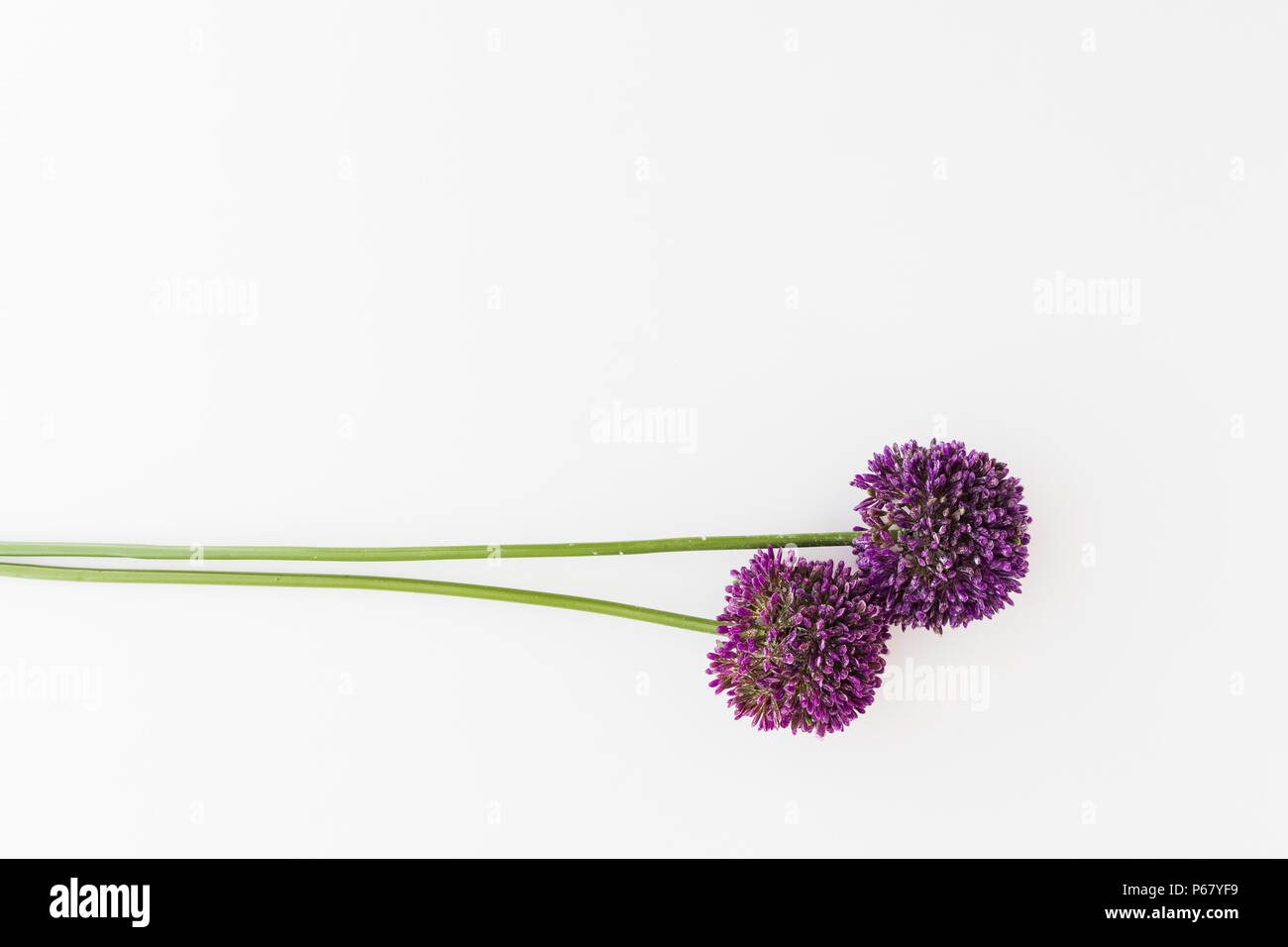 Allium isolated on white background Stock Photo - Alamy
