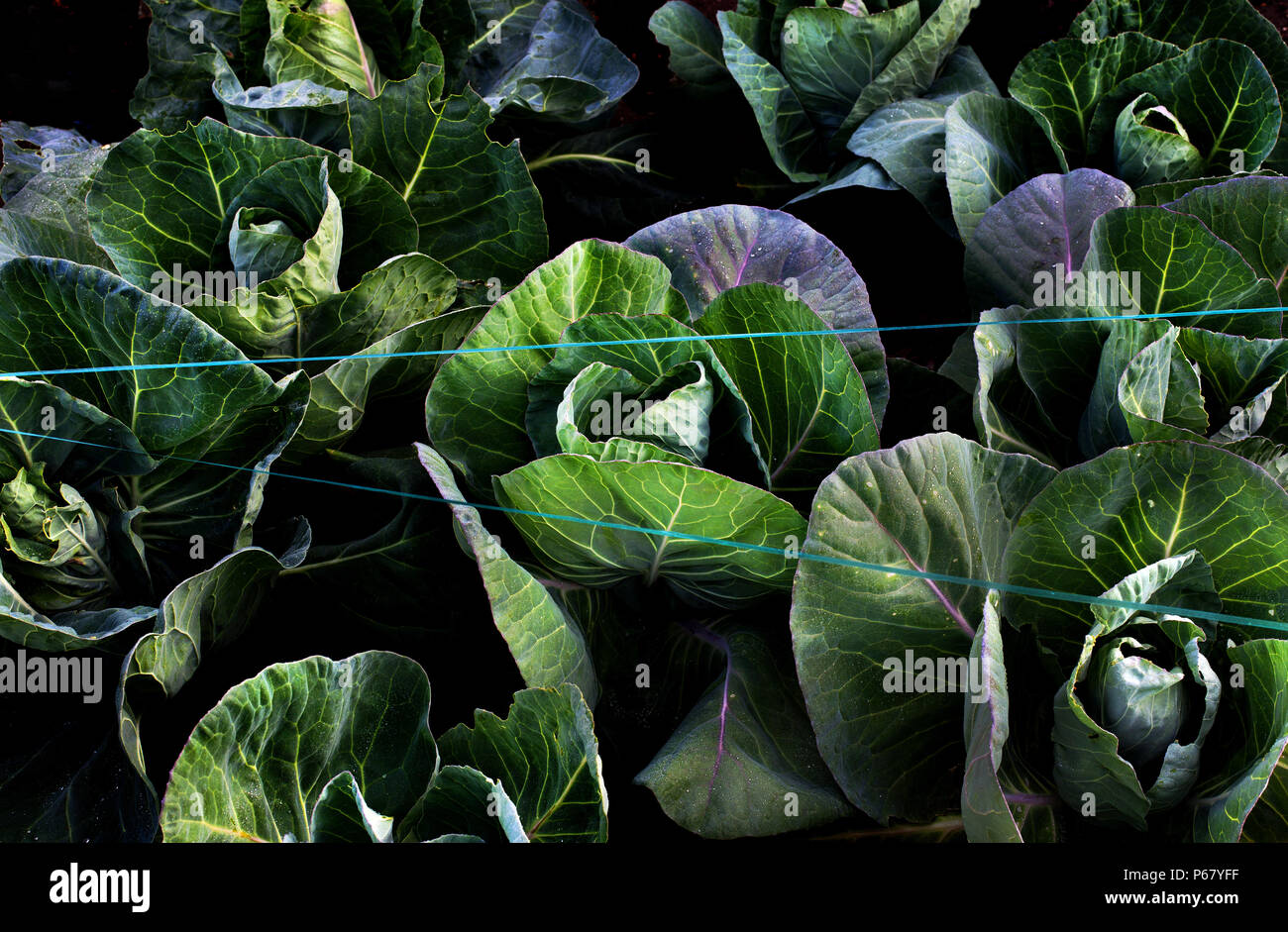 Cabbages variety hi-res stock photography and images - Alamy