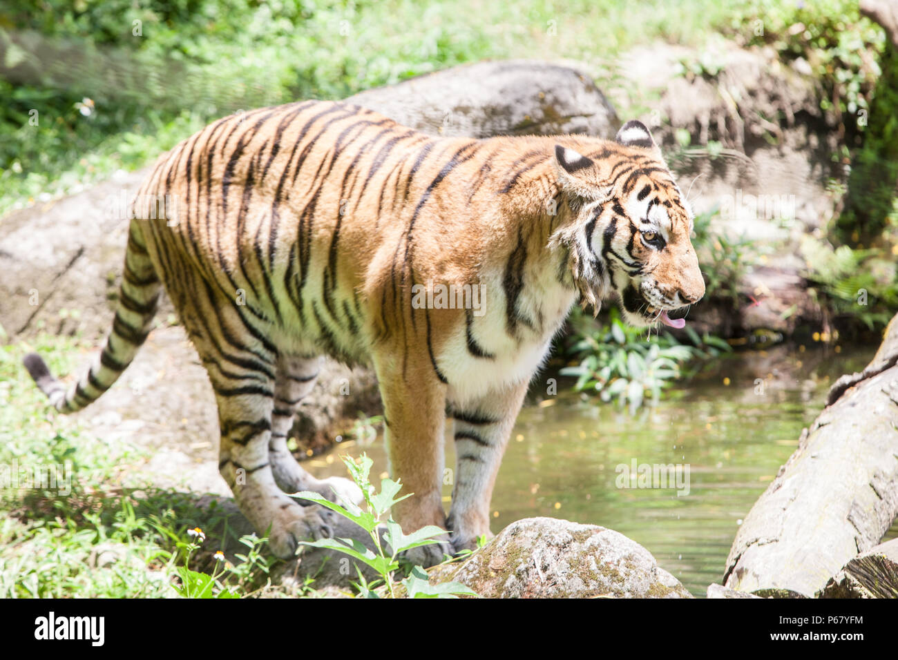 Taipei Zoo,zoo,animal,animals,Taipei,Taipei City,Taiwan,city,island ...