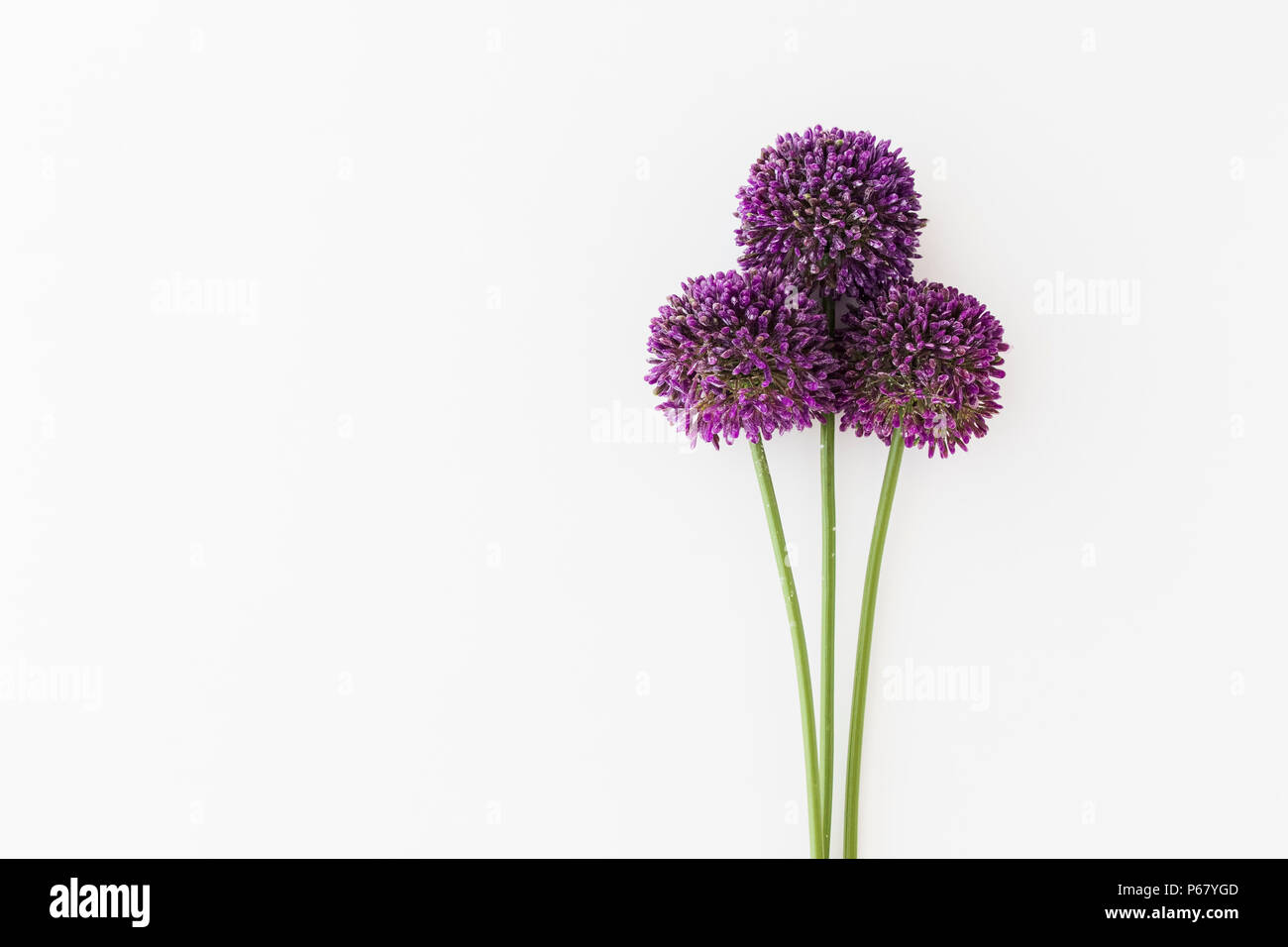Allium isolated on white background Stock Photo - Alamy