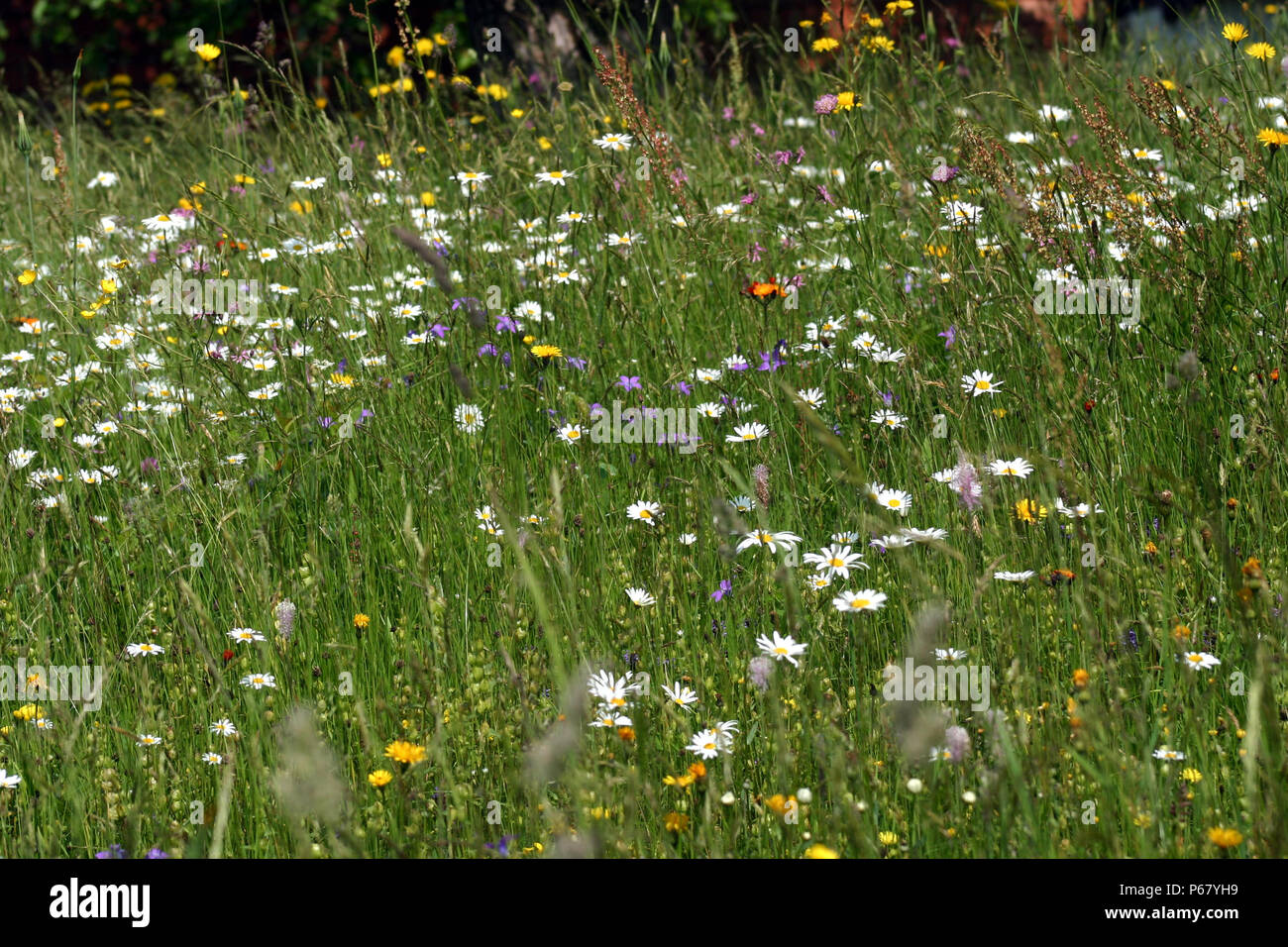 Various multicolored wildflowers and grasses in meadow Stock Photo - Alamy