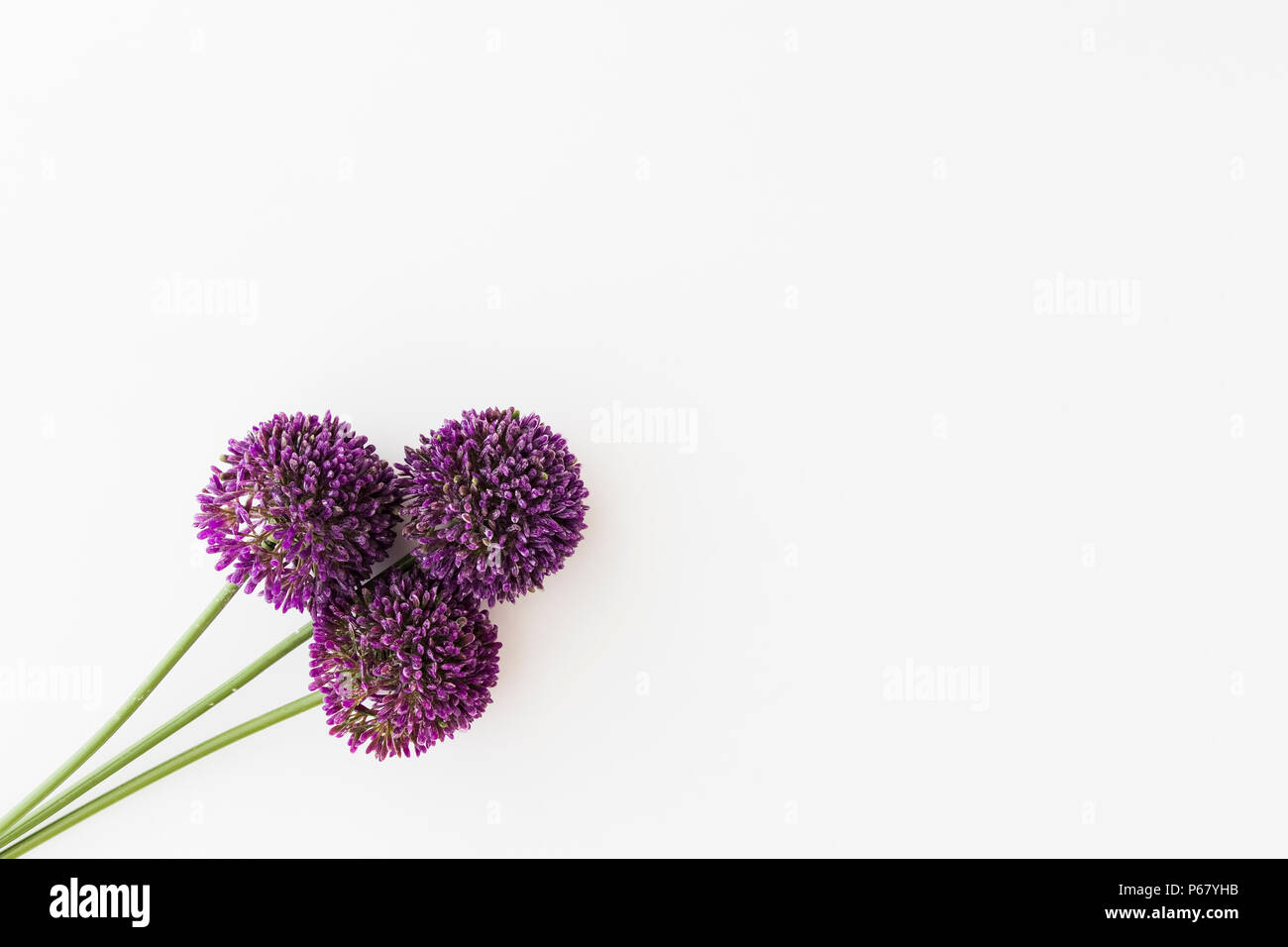 Allium isolated on white background Stock Photo - Alamy