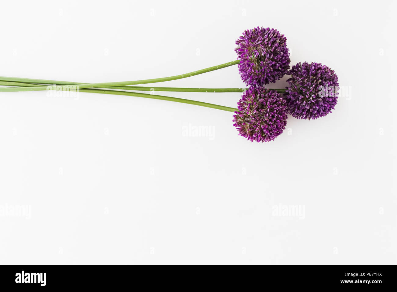 Allium isolated on white background Stock Photo - Alamy