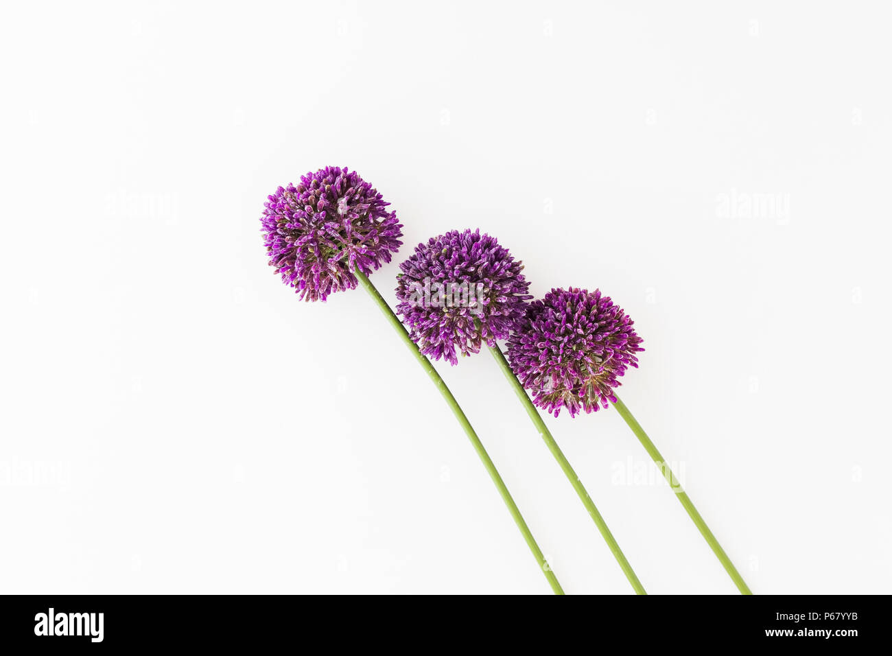 Allium isolated on white background Stock Photo - Alamy
