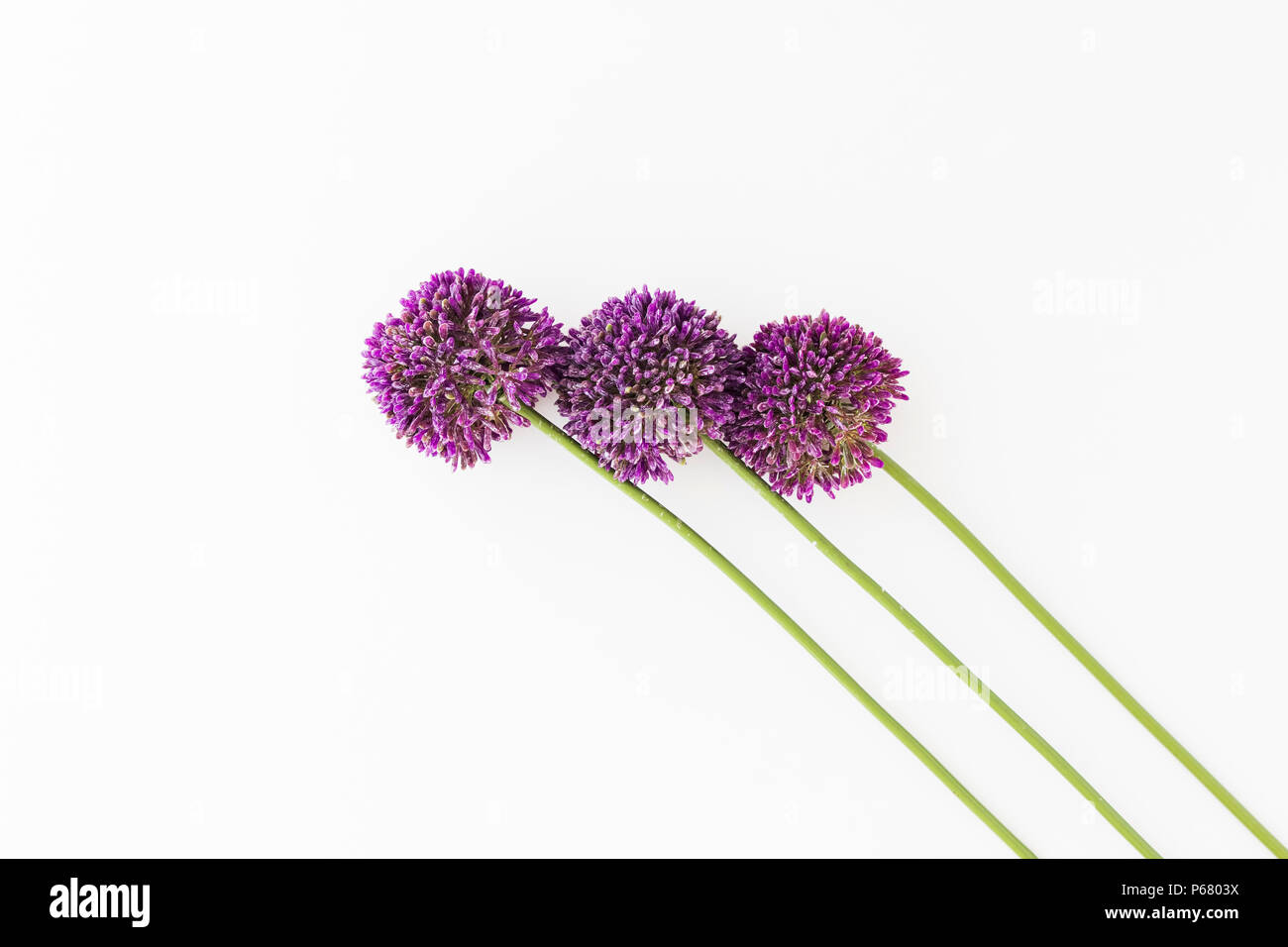 Allium isolated on white background Stock Photo - Alamy