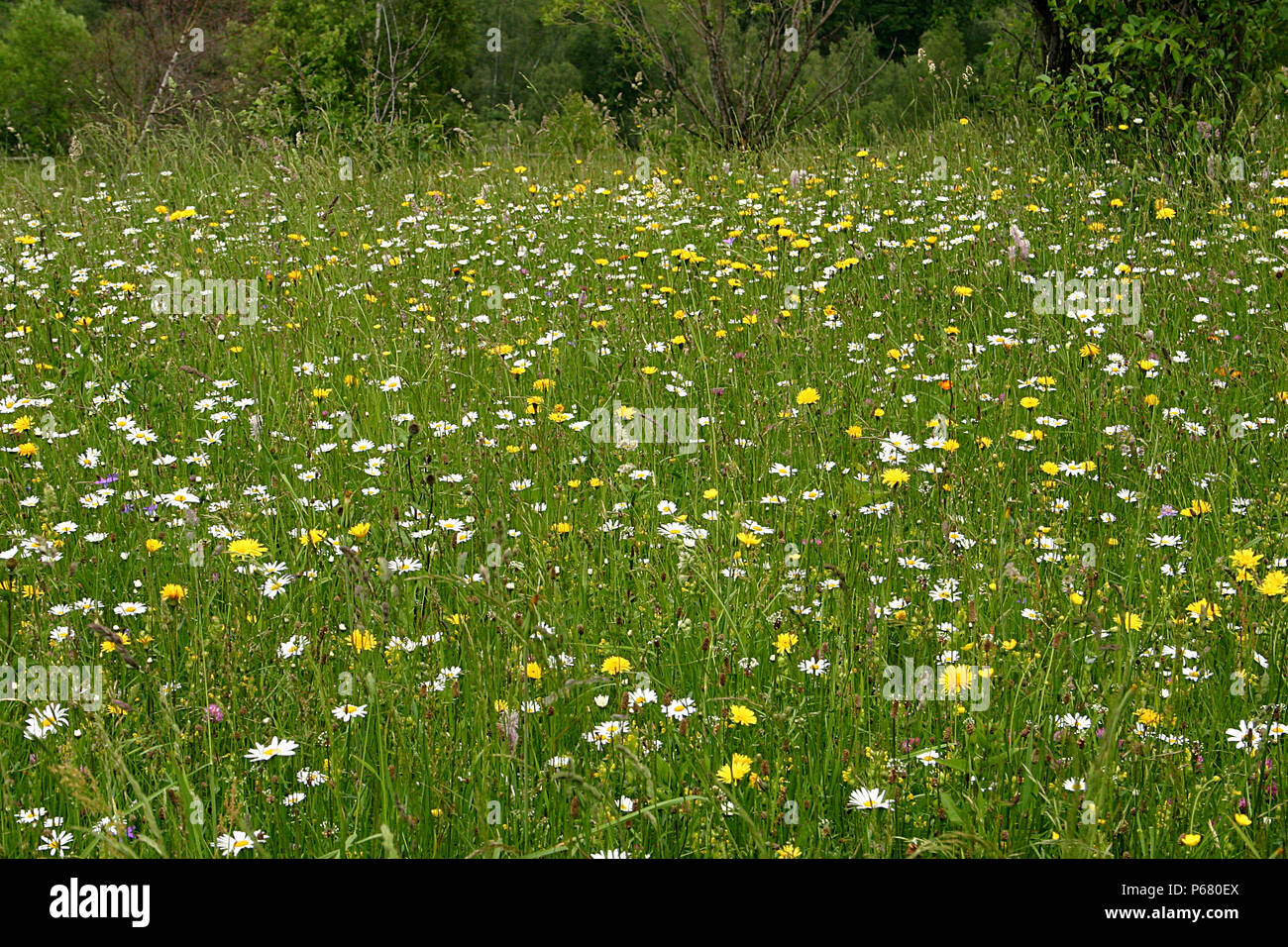 Beautiful wildflowers and grasses meadow Stock Photo - Alamy
