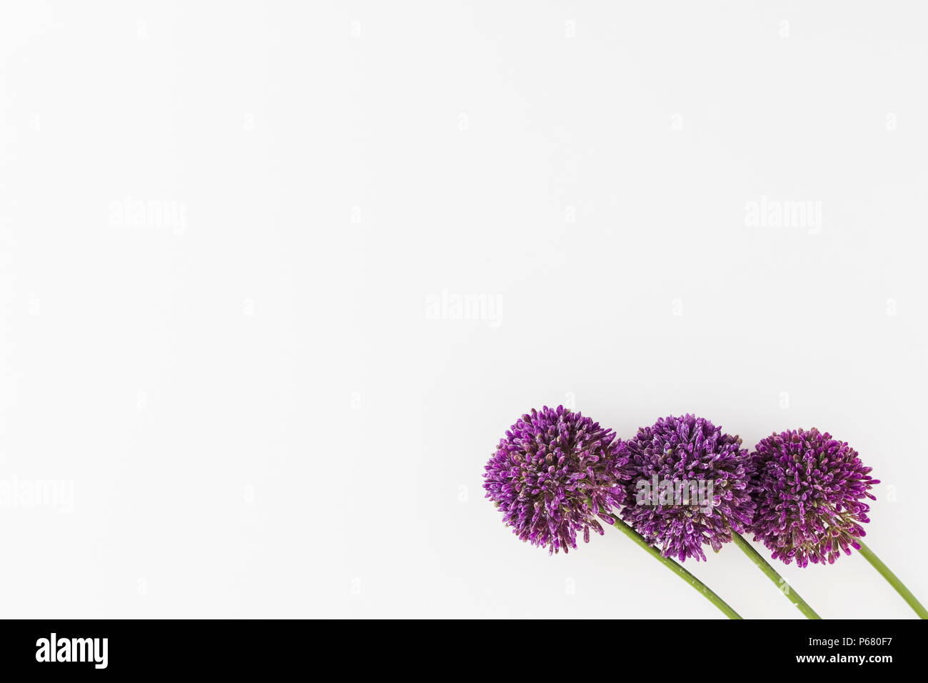 Allium isolated on white background Stock Photo - Alamy