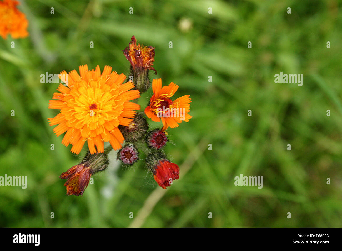 Orange hawkbit hi-res stock photography and images - Alamy