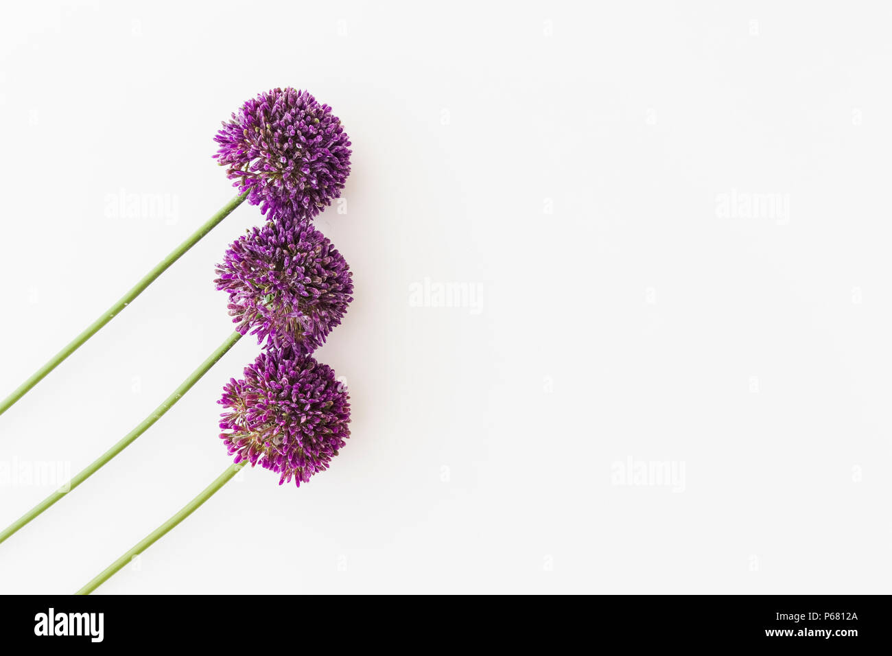 Allium isolated on white background Stock Photo - Alamy