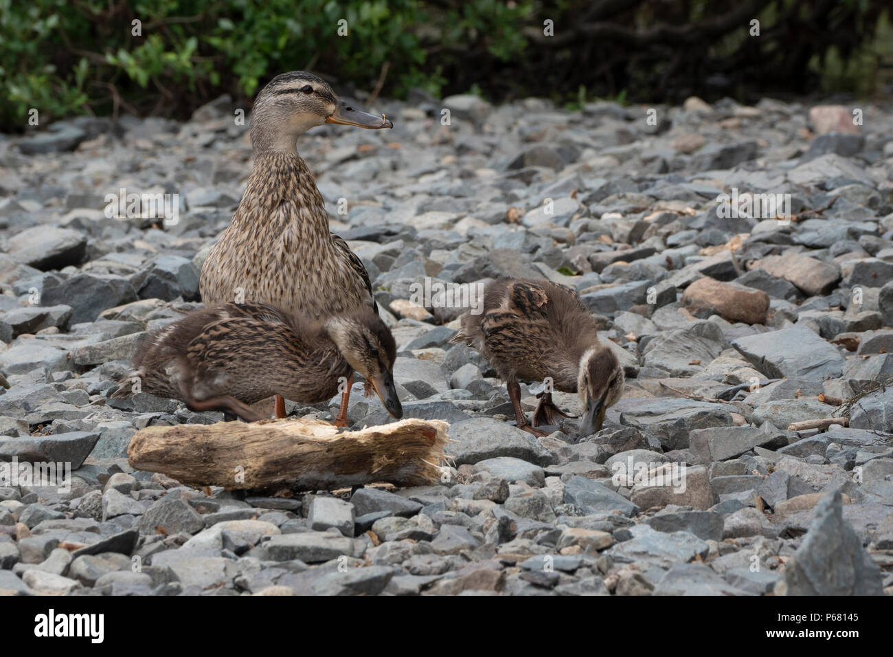 Duck and ducklings on the edge of Derwentwater, Lake district, Cumbria ...