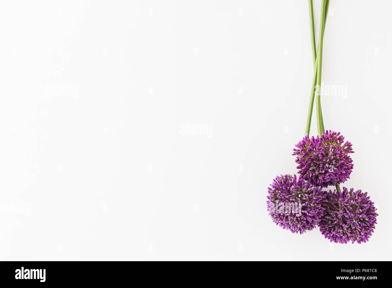 Allium isolated on white background Stock Photo - Alamy