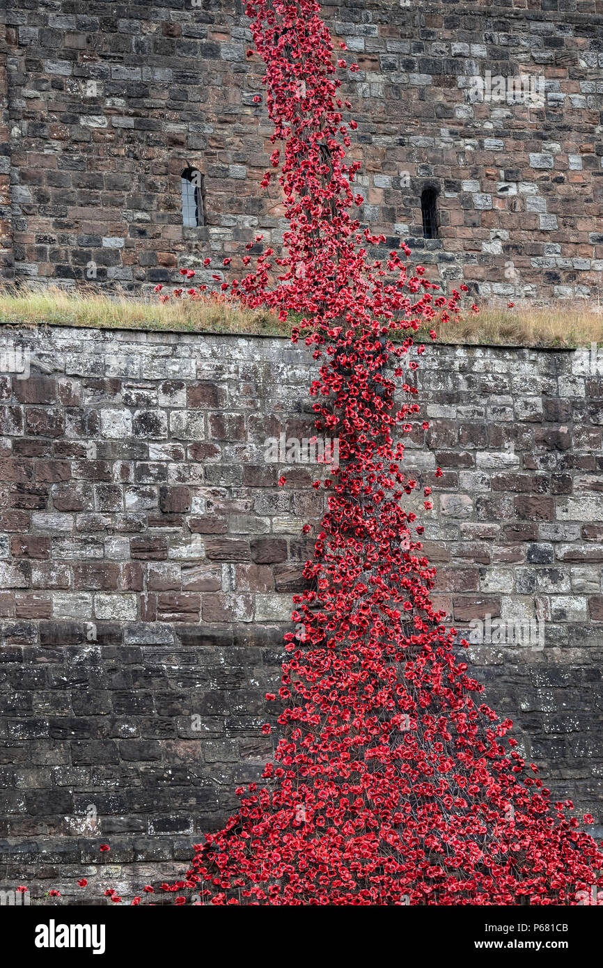 Poppies Carlisle Castle, Cumbria Stock Photo - Alamy