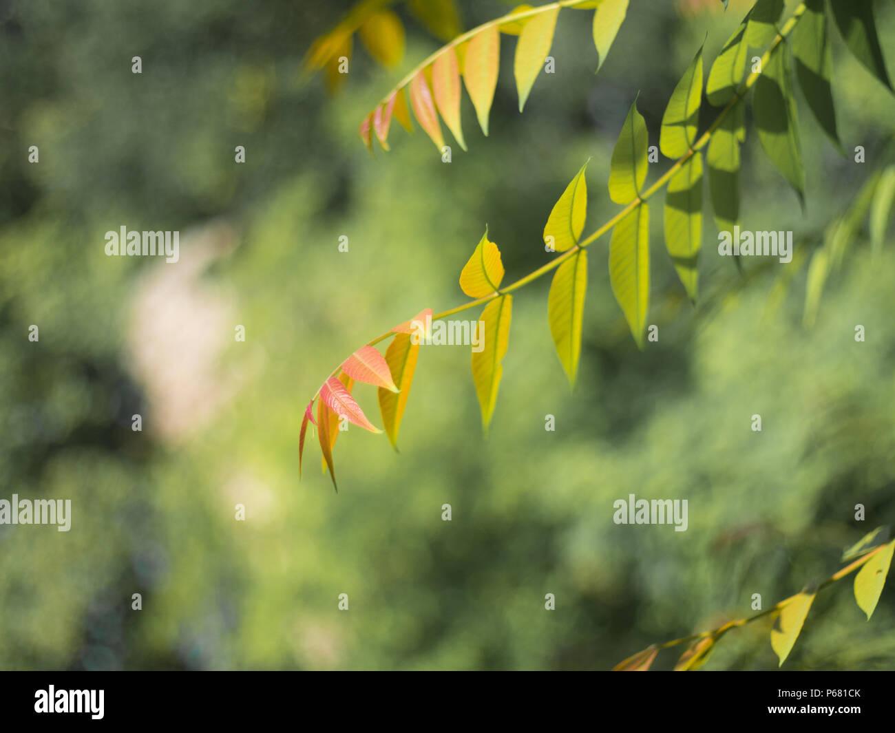 Green tree flower hi-res stock photography and images - Alamy