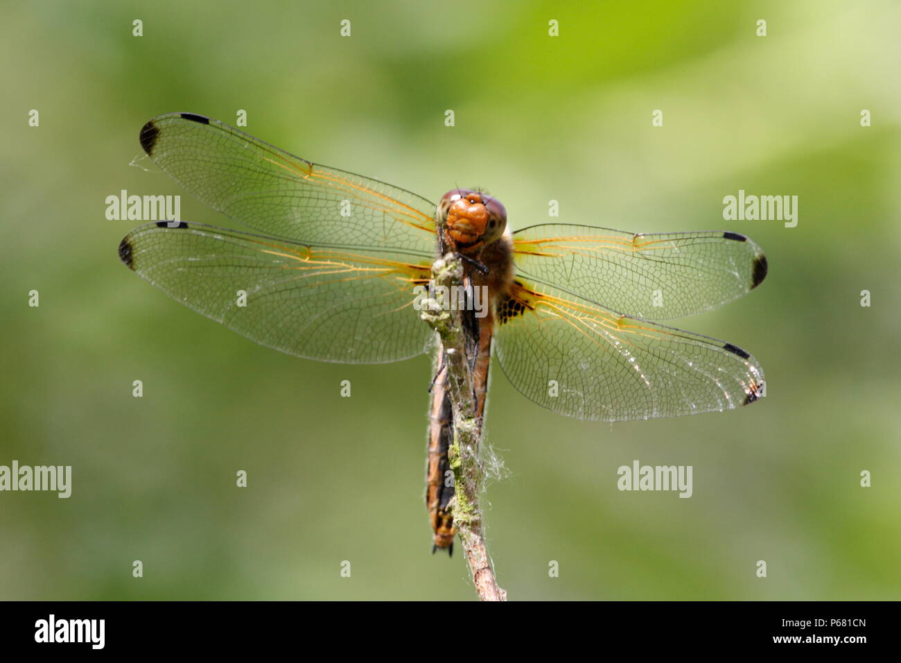 Female Scarce Chaser Dragonfly Stock Photo - Alamy