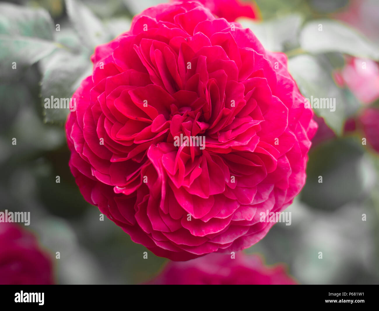 Garden rose flower hi-res stock photography and images - Alamy