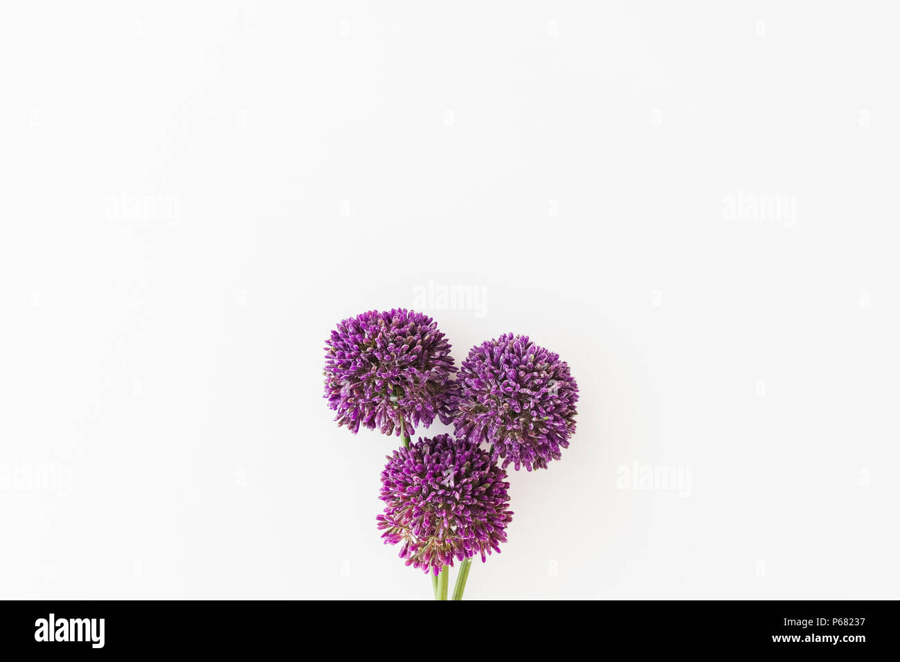 Allium isolated on white background with human hand Stock Photo - Alamy