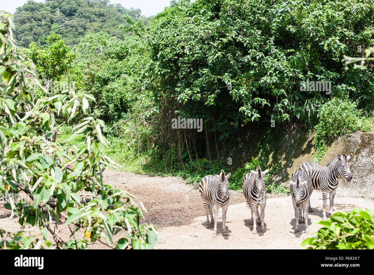 Taipei Zoo,zoo,animal,animals,Taipei,Taipei City,Taiwan,city,island ...