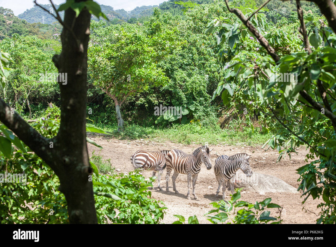 Taipei Zoo,zoo,animal,animals,Taipei,Taipei City,Taiwan,city,island ...