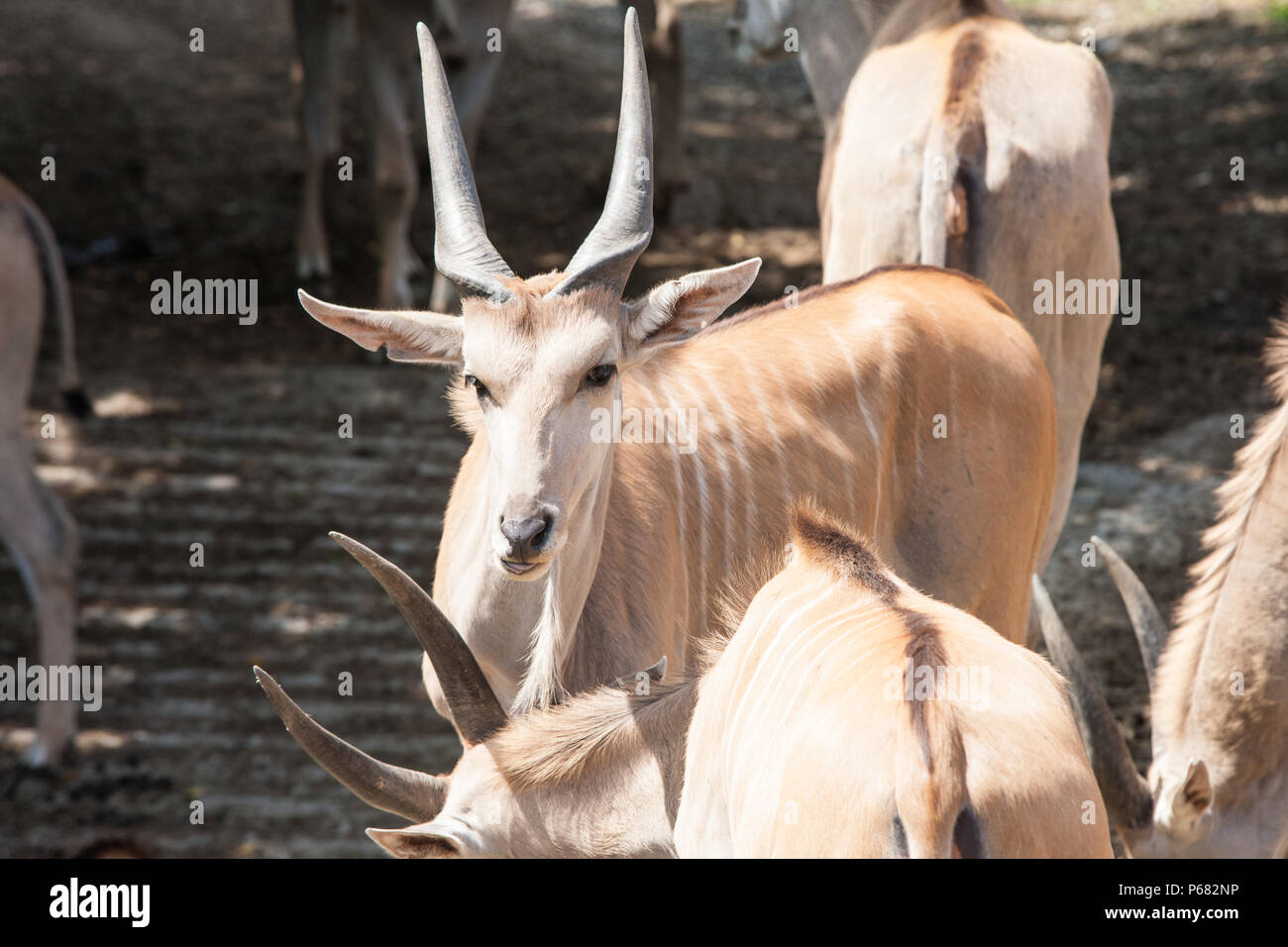 Taipei Zoo,zoo,animal,animals,Taipei,Taipei City,Taiwan,city,island ...