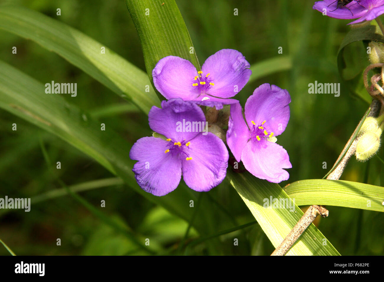 Purple spiderwort flower Stock Photo - Alamy