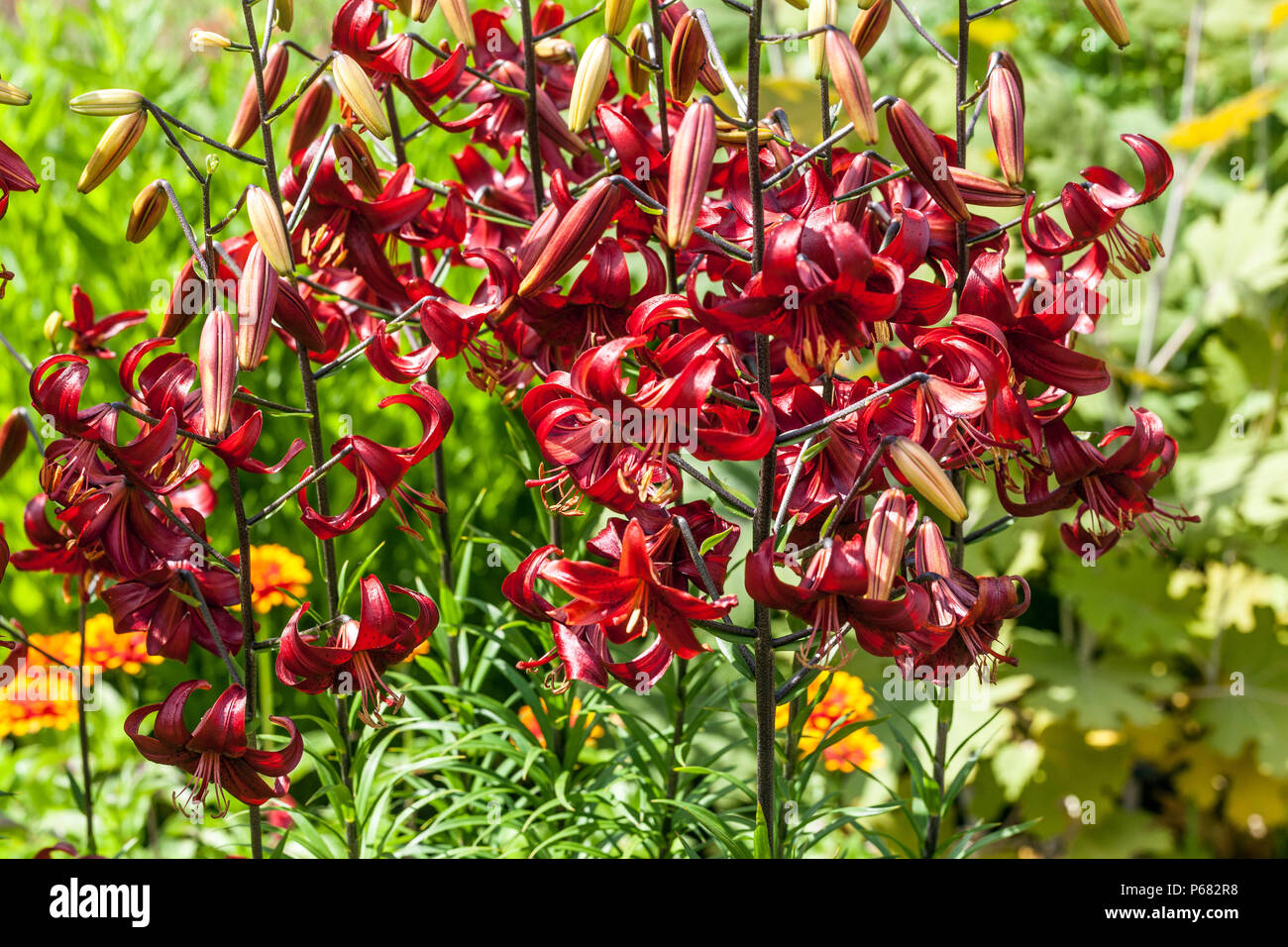 Asiatic Lily, Lilium " Red Velvet ", asiatic lilies Stock Photo - Alamy