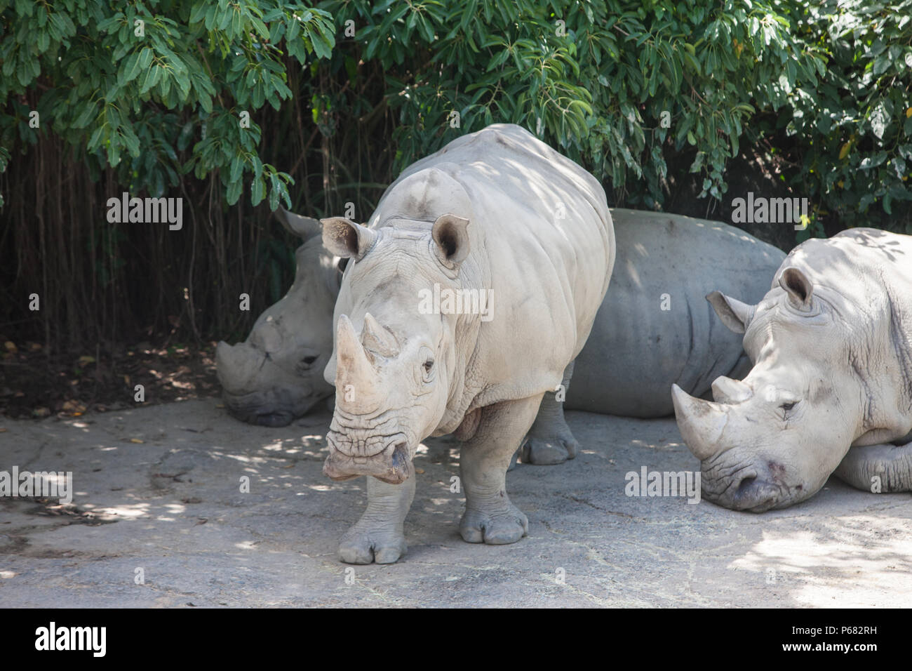 Taipei Zoo,zoo,animal,animals,Taipei,Taipei City,Taiwan,city,island ...