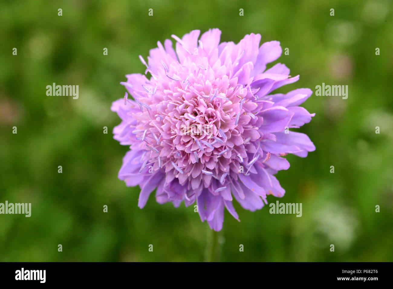 Field scabious flower Stock Photo - Alamy