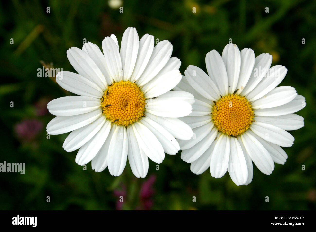 Two species bloom hi-res stock photography and images - Alamy