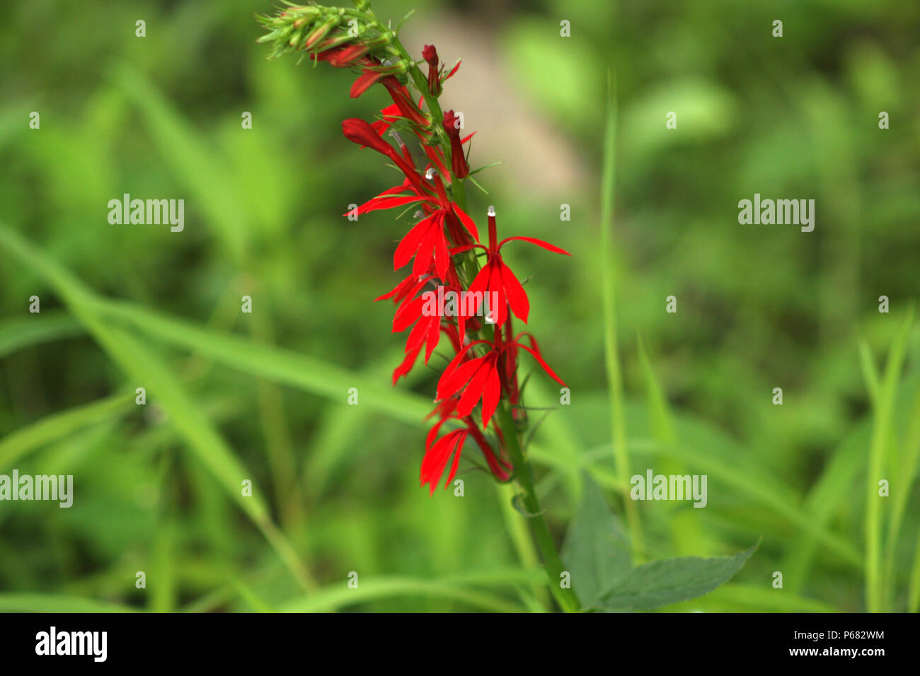 Red swamp flower hi-res stock photography and images - Alamy
